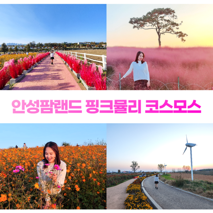 안성팜랜드 핑크뮬리 코스모스 명소 가을 노을 풍경 : 네이버 블로그