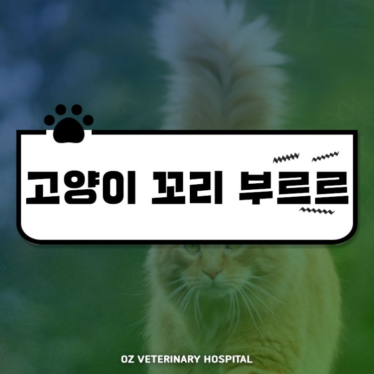 고양이가 꼬리를 부르르 파르르 떠는 이유 의미 : 네이버 블로그