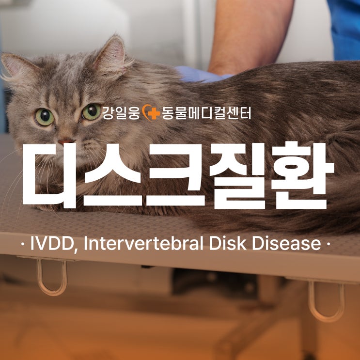디스크질환, 추간판탈출증 (IVDD, Intervertebral Disk Disease) : 네이버 블로그