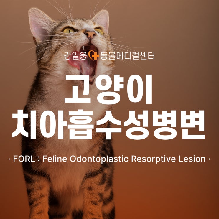 치아흡수성병변 (FORL : Feline Odontoplastic Resorptive Lesion) : 네이버 블로그