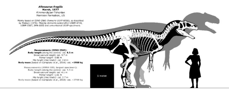 [골격도] Allosaurus by randomdinos : 네이버 블로그