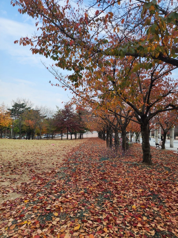 대구 스타디움 단풍 대구 월드컵 경기장 피크닉하러갈때 네이버 블로그
