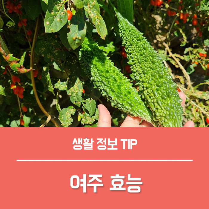 여주 효능 4가지 여주차 여주가루 여주환 여주즙 효능 부작용 총정리 네이버 블로그
