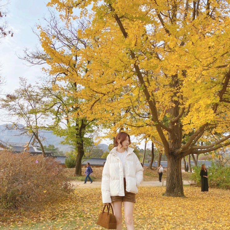 단풍 명소 서울 가볼만한곳 삼청동 북촌한옥마을 And 경복궁 은행나무 상태 11월 4일 🍁 네이버 블로그
