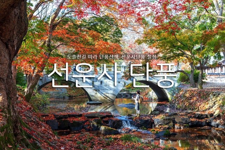 지금 고창 선운사 단풍은 절정 도솔천 단풍 여행 선운산 도립공원 네이버 블로그