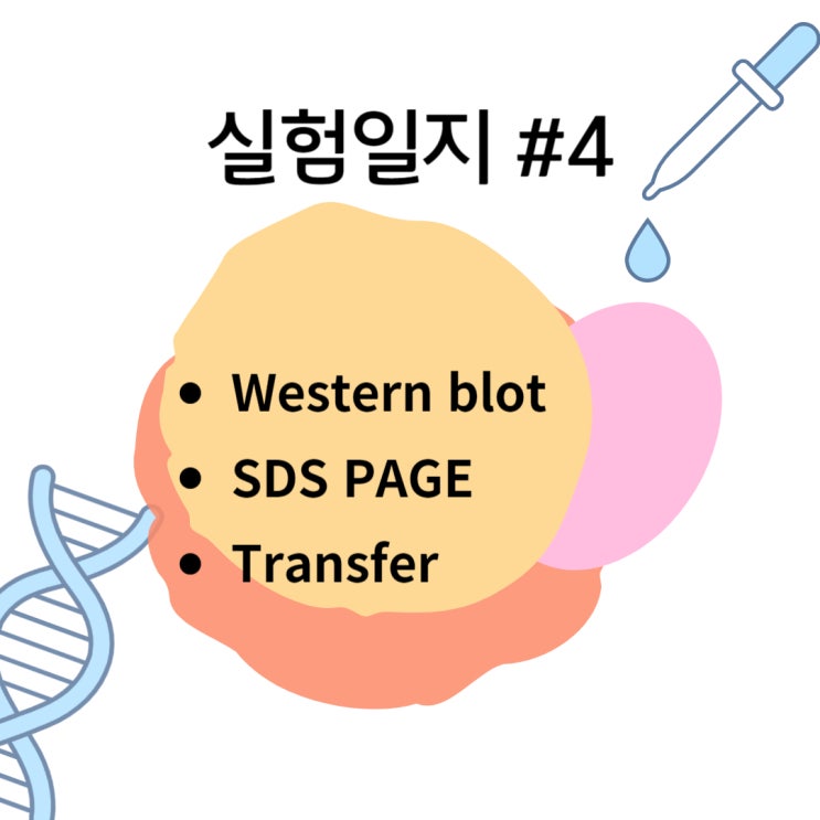 실험일지 4 - 웨스턴 블랏(Western blot), 단백질 전기영동 SDS PAGE, 트랜스퍼 Transfer : 네이버 블로그