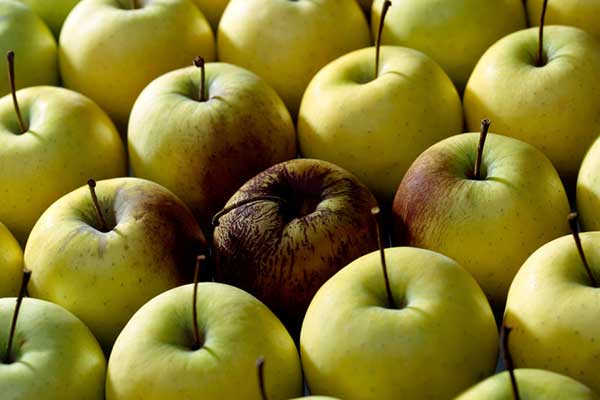 [썩은 사과(Bad Apple)] : 네이버 블로그