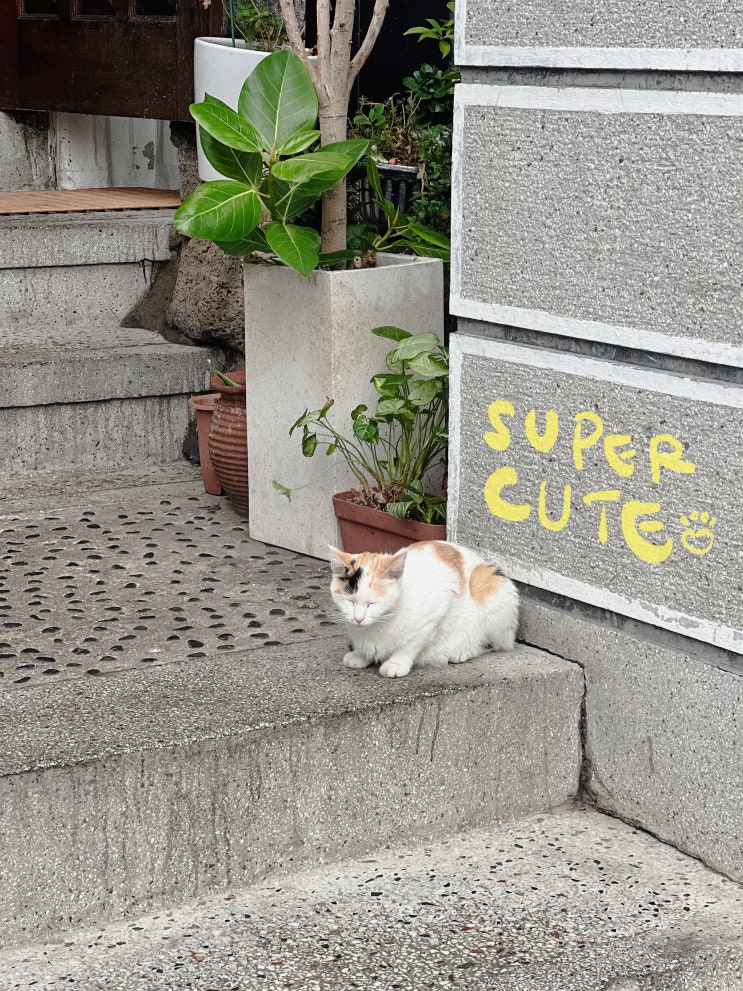 출근길에 만난 고양이, SUPER CUTE : 네이버 블로그