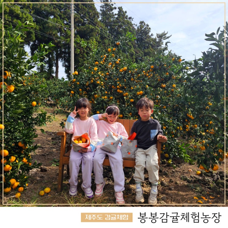 제주도 감귤체험 귤따기 서귀포 봉봉 감귤체험농장 네이버 블로그