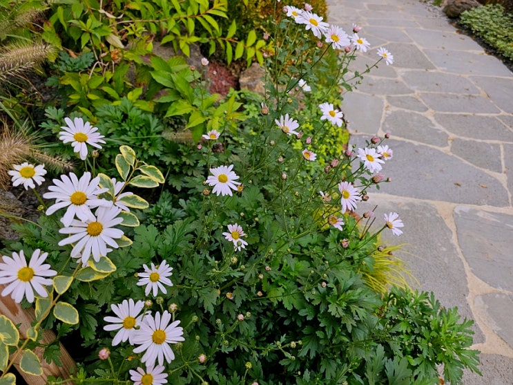 (매매6건)성남 산성구역 헤리스톤 재개발 84m2 *억 59m2 8.06억 최종매수가 보셔요~! : 네이버 블로그