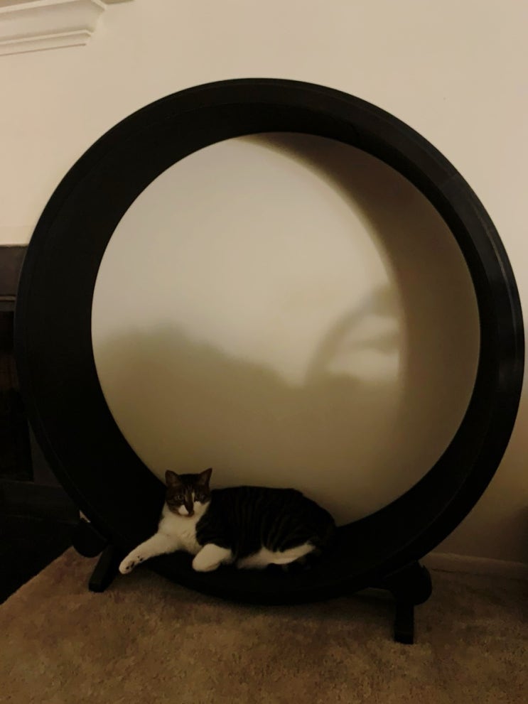 추천? 비추천? 내돈내산 미국 캣휠 one fast cat 돼냥이들 운동시키기 : 네이버 블로그