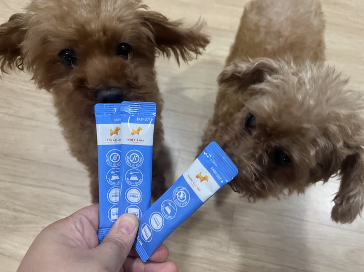 강아지 눈물자국 영양제 유유제약 하루올데이 강아지 눈 영양제 : 네이버 블로그