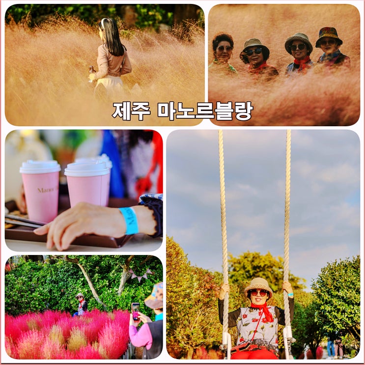 제주도 핑크뮬리 명소 제주 산방산 형제섬 뷰 맛집 마노르블랑 동백꽃 감귤 체험 축제 기본 정보 체험비 네이버 블로그