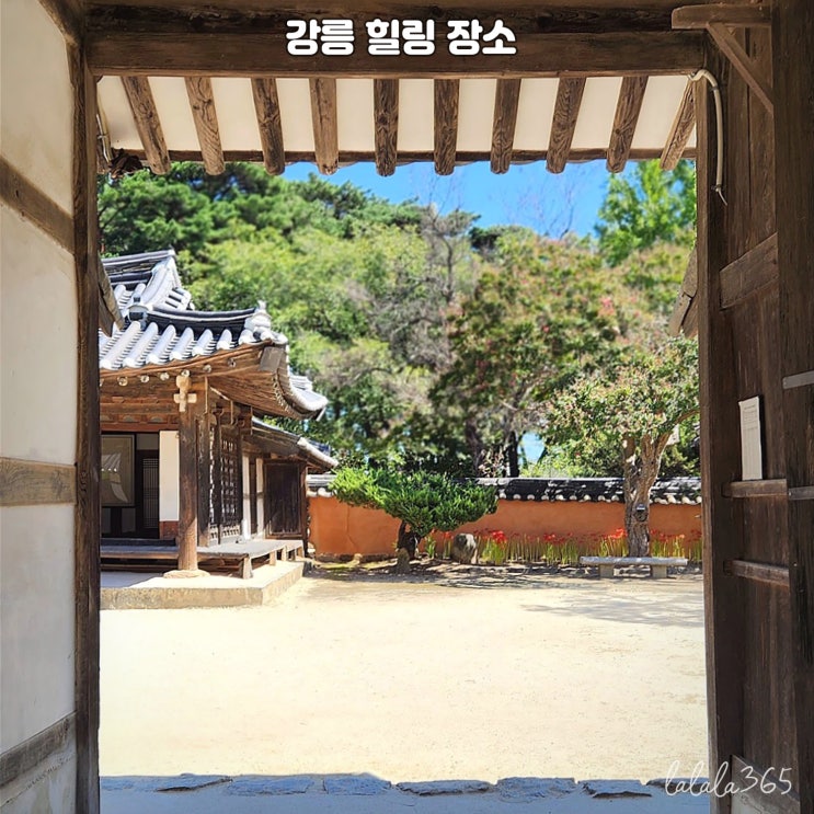 강릉 힐링 장소 허난설헌 기념관 생가 솔숲 아이와 가볼만한곳 네이버 블로그