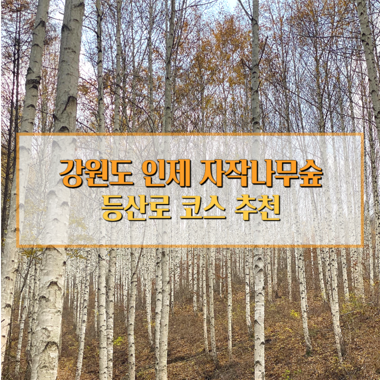 강원도 인제 원대리 가볼만한곳 ‘속삭이는 자작나무숲‘ 풍경 겨울 국내 여행 추천 등산로 코스 네이버 블로그