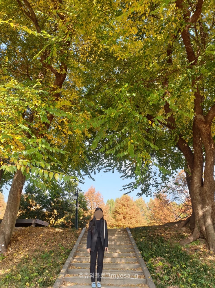 광주 근교 아이랑 함께 가을 단풍 보러 나가기 좋은 곳 화순 남산공원 담양 관방제림 네이버 블로그
