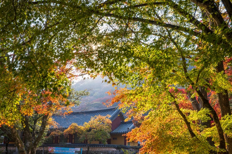 전남 장성 가을 여행명소 가볼만한곳 백암산 백양사 단풍 절정 네이버 블로그