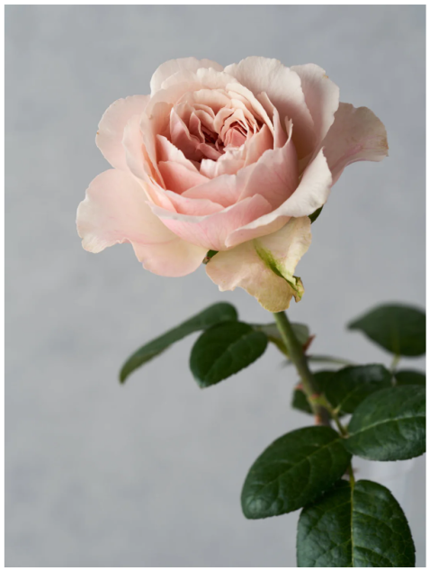 WABARA ROSES : 네이버 블로그
