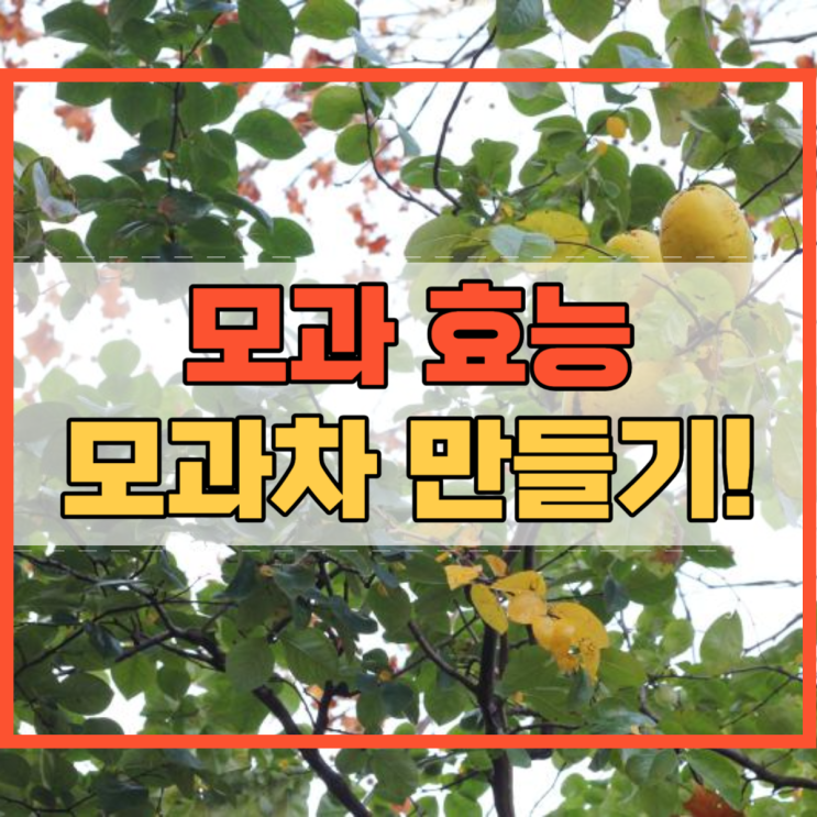 모과 효능 모과차 효과 만들기 참 쉬워요 네이버 블로그