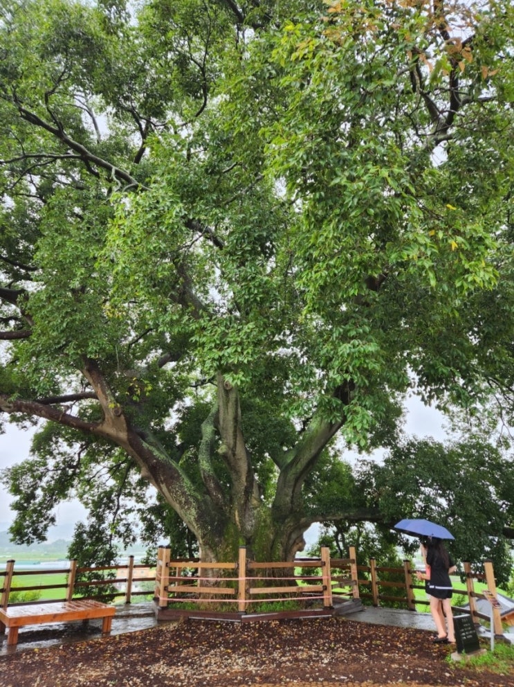 우영우나무(팽나무)~ 창원 북면 온천 근처 가볼 만한 곳 : 네이버 블로그