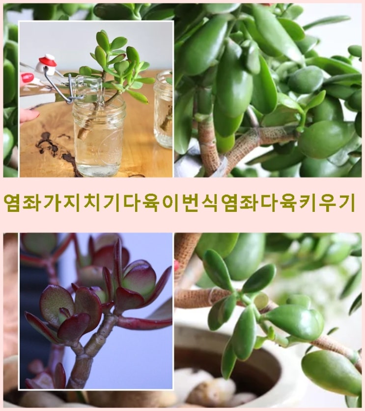 염좌가지치기 로 다육이번식 시켜 염좌다육키우기 네이버 블로그