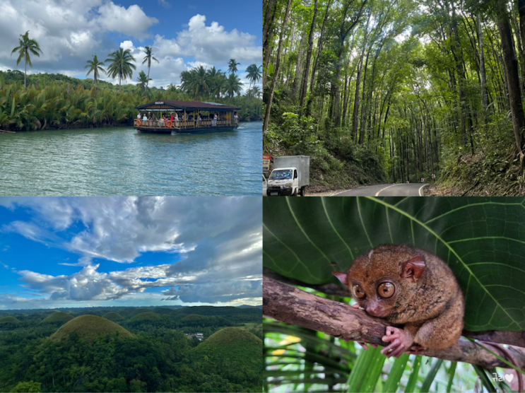 필리핀 보홀 데이투어 안경원숭이 로복강 초콜릿힐 자유여행 아이와 가볼만한곳 : 네이버 블로그