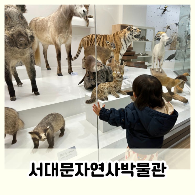 서대문자연사박물관 서울 실내 아기와 가볼 만한 곳 할인 주차 후기 네이버 블로그