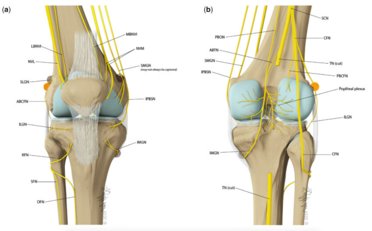 무릎의 관절지 (Articular nerve branch of Knee) ① - 상내측부 #청담동한의원 : 네이버 블로그