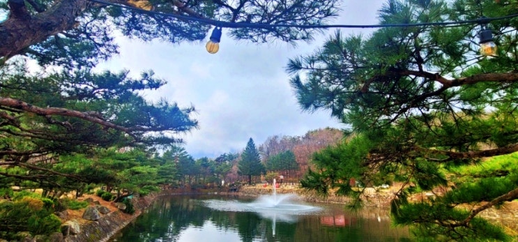 고성 여행 켄싱턴 리조트 설악밸리 사슴 먹이주기 외 베른 객실 조식 강원도 여행 숙소 후기 네이버 블로그
