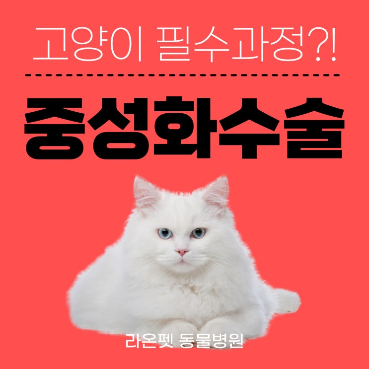 고양이 중성화 수술의 모든 것 이유 발정증상 부작용 시기 과정 비용 네이버 블로그