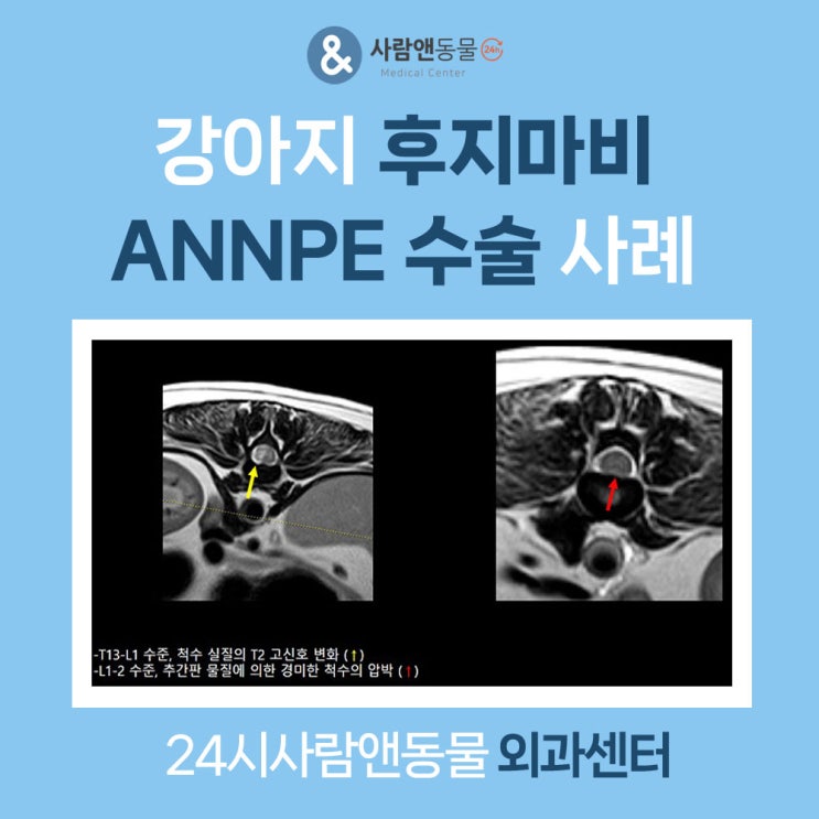 강아지 후지마비(ANNPE) 치료 사례 상현동동물병원 : 네이버 블로그