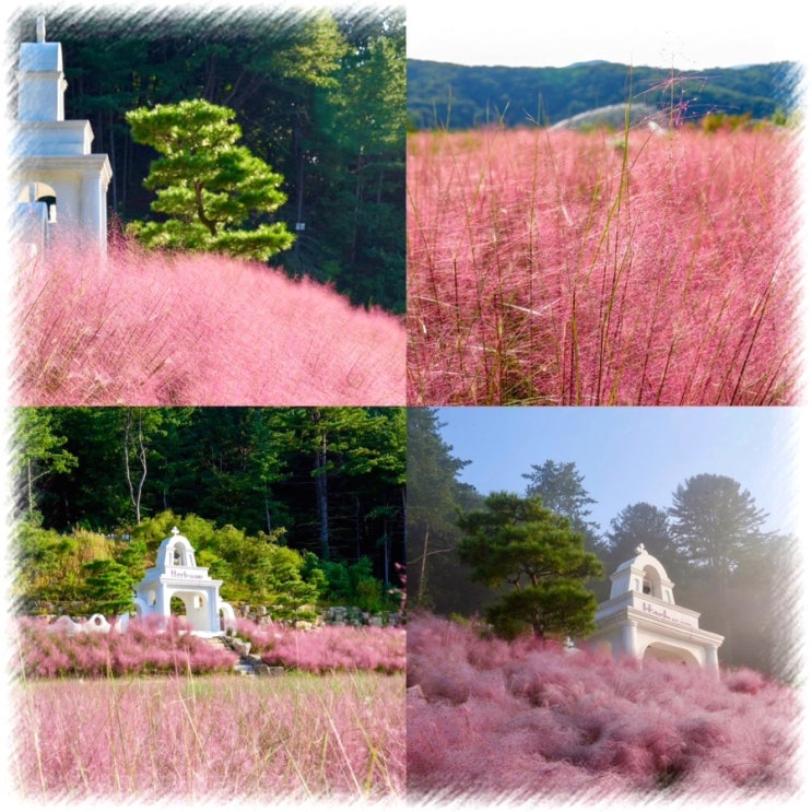 경기도 데이트 가볼만한곳 포천 핑크뮬리 명소 허브아일랜드 핑크뮬리축제 기본정보 입장료 네이버 블로그
