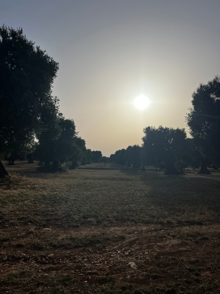 [11/여름이 그리울 때] 올리브투어 , 3000년된 올리브나무가 있는 오스투니, 브린디시 공항에서 로마 : 네이버 블로그