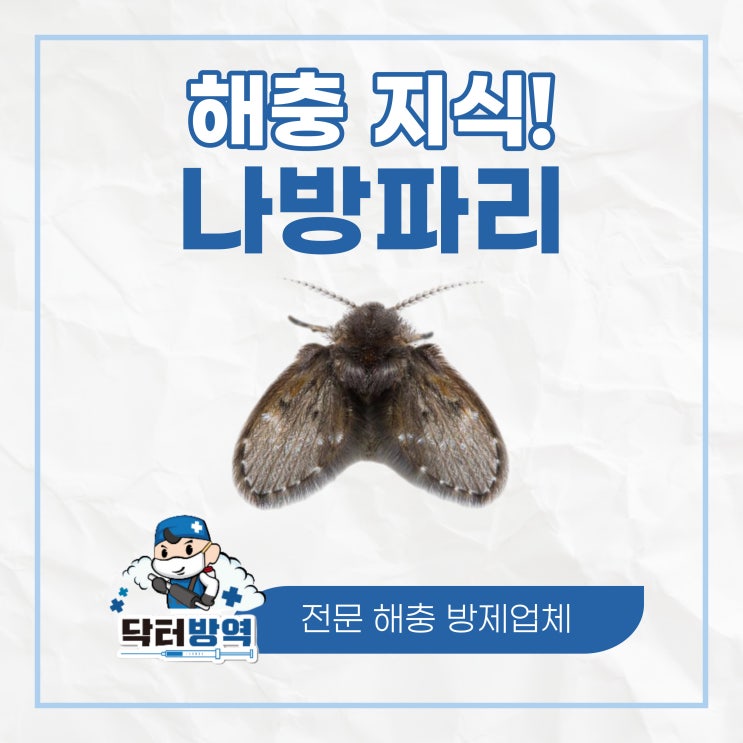 나방파리 특징 퇴치까지 용인 전문 해충방제업체와 함께 알아봅시다 네이버 블로그