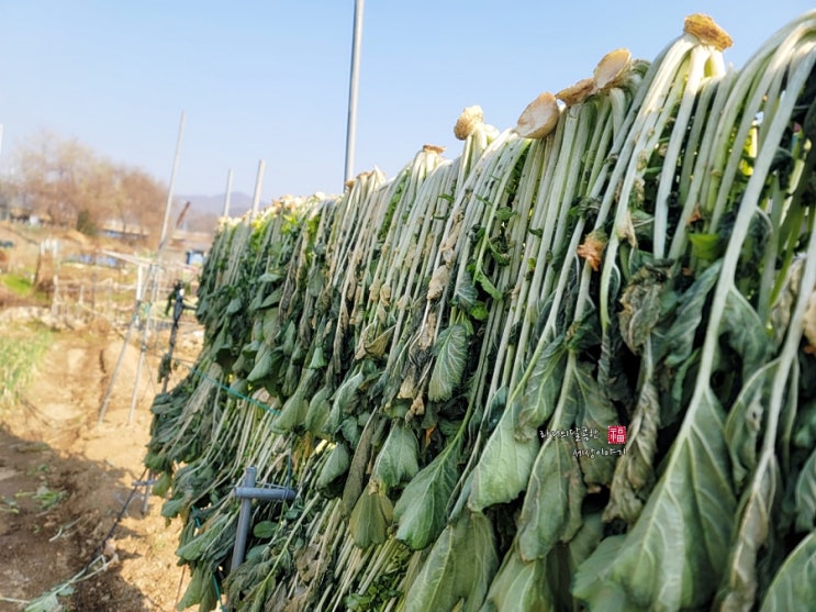버릴것 하나없는 시래기 효능 무청 말리기 시래기 말리는법 네이버 블로그