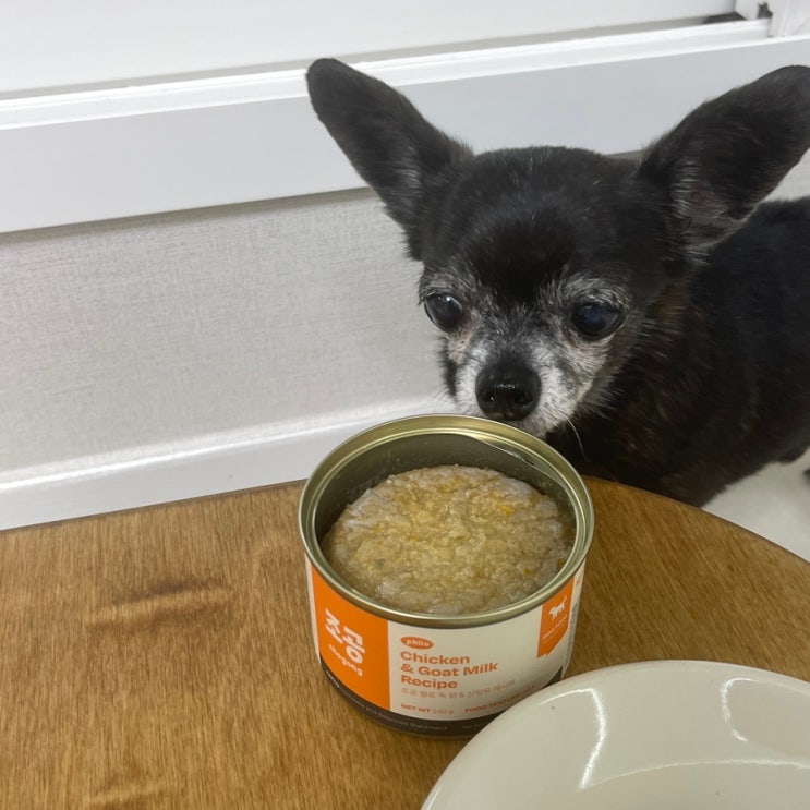조공 강아지 습식사료 Philo dog 필로 독 두 가지 맛 후기, 기호성 좋은 사료 추천해요! : 네이버 블로그