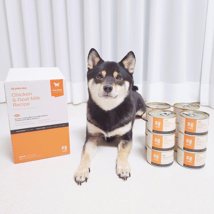 강아지 습식 사료 추천, 노령견 주식으로 딱 좋은 조공 Philo Dog : 네이버 블로그