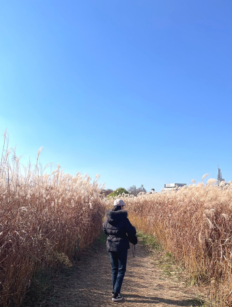 울산 여행 가볼만한곳 태화강국가정원 십리대숲 주전몽돌해변 주차장 정보 네이버 블로그