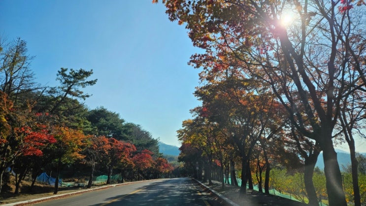 팔공산 등산 수태골 비로봉 동봉 수태골 원점 회귀 등린이 단풍 네이버 블로그