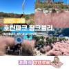 국내 여행지 추천 호린파크 핑크뮬리 11월 현황 네이버 블로그
