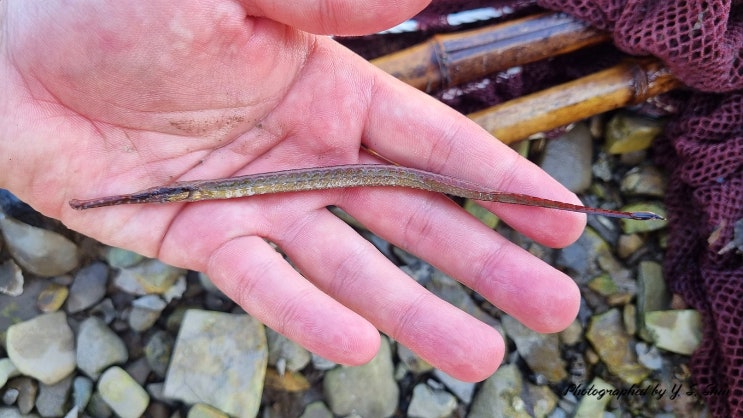 짧은꼬리실고기 (Microphis brachyurus brachyurus) : 네이버 블로그