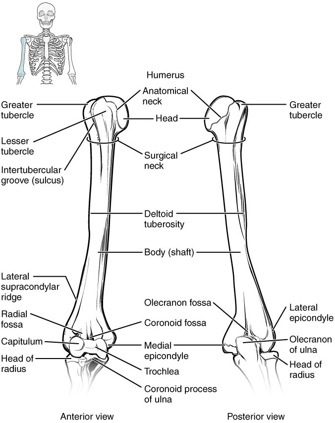 어깨 골절 pediatric proximal humerus fracture 소아청소년 TEN : 네이버 블로그