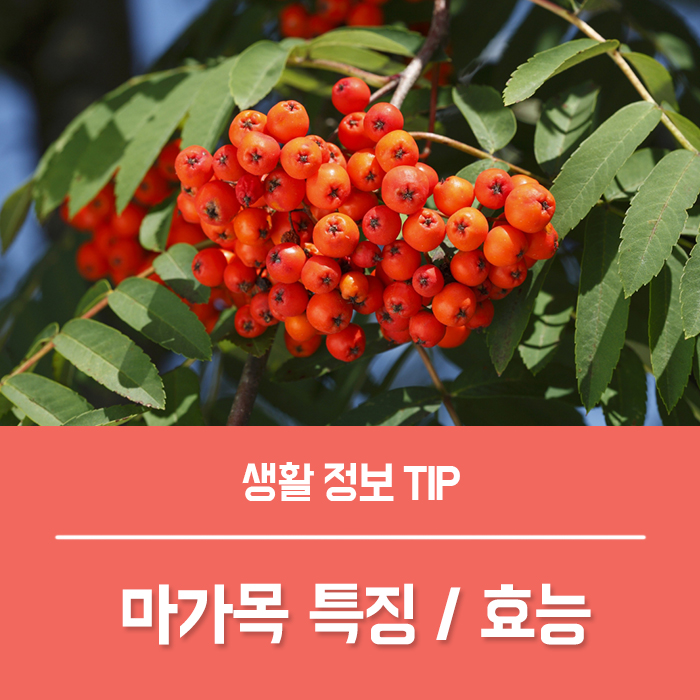 마가목 효능 4가지 마가목 나무 열매 효능 부작용 마가목 꽃말 특징 총정리 네이버 블로그