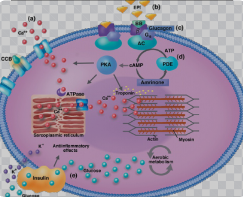 고혈압약 C - Calcium Channel Blocker(CCB, 칼슘채널차단제) : 네이버 블로그