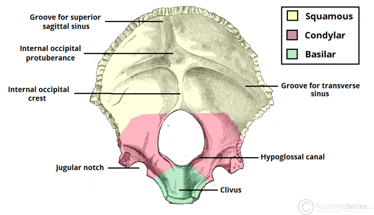 뒤통수뼈 occipital bone : 네이버 블로그
