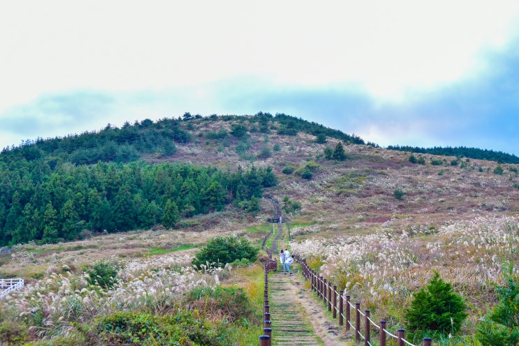 제주 표선 가볼만한곳 제주 백약이오름 서귀포오름 명소 네이버 블로그