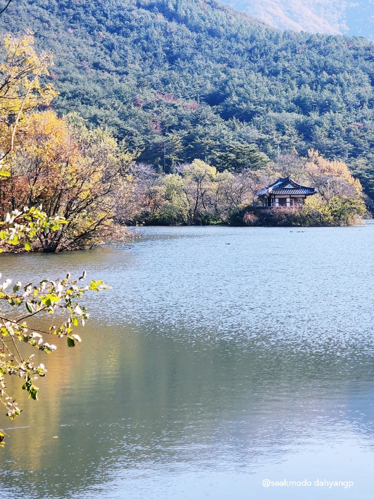밀양 가볼만한곳 위양지 이팝나무 단풍 경남 드라이브 데이트 코스 추천 아름다운 풍광에 반하다 네이버 블로그