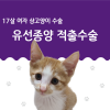 3~4개의 만성병을 앓고 있는 고양이 유선종양 적출 수술 네이버 블로그