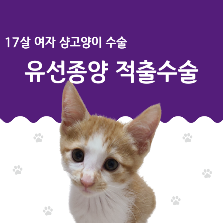 3~4개의 만성병을 앓고 있는 고양이 유선종양 적출 수술 네이버 블로그