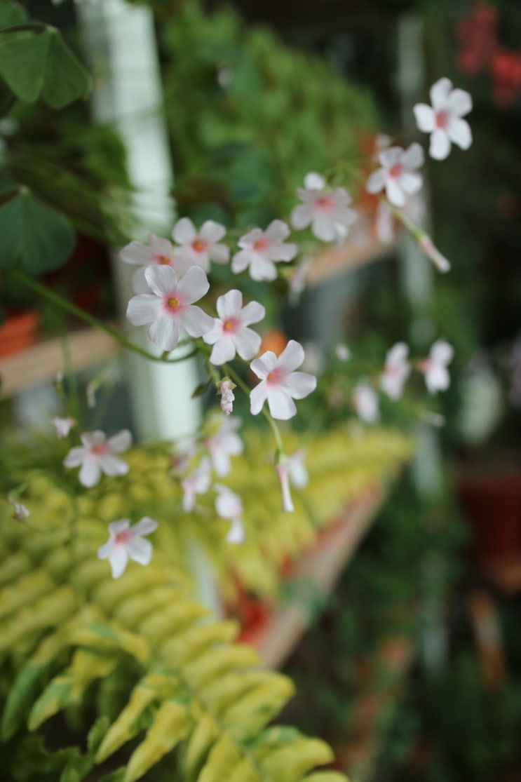 사계 사랑초 체리 스프레처 : 네이버 블로그